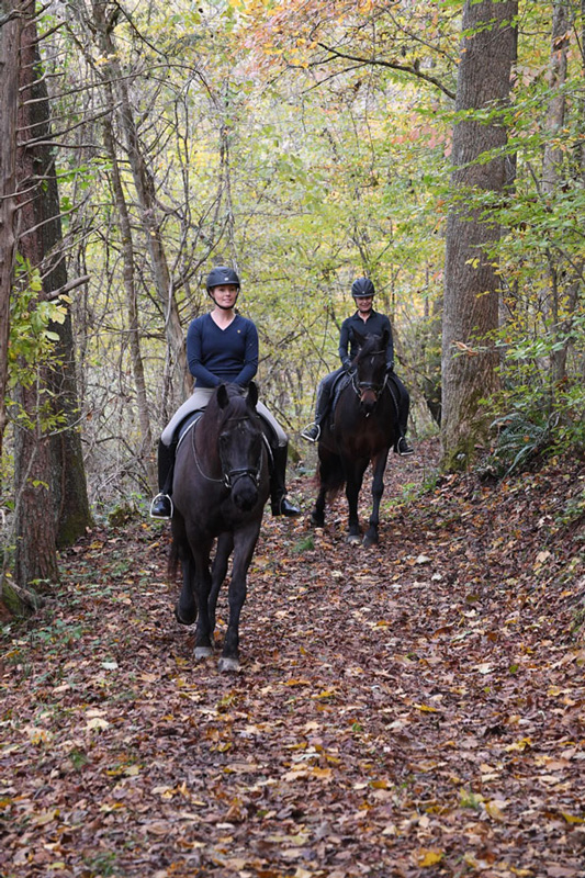 Wellspring Valley Farm – A Premiere Horse Boarding Facility