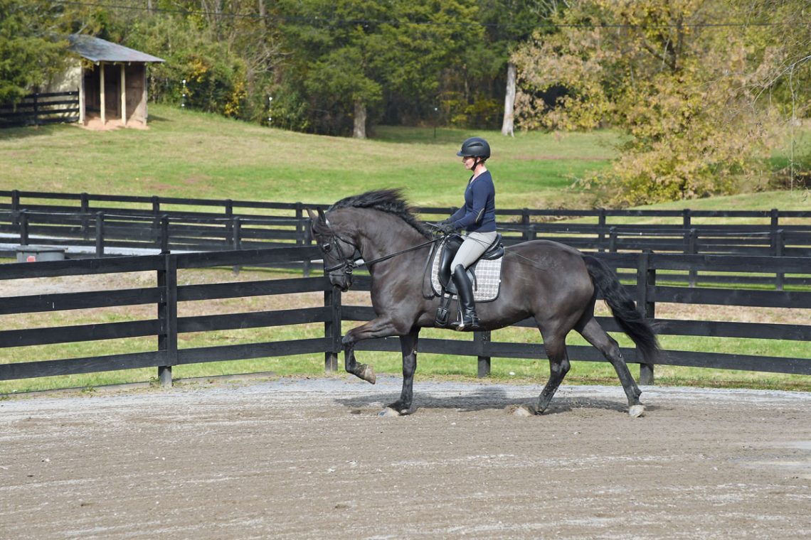Wellspring Valley Farm – A Premiere Horse Boarding Facility